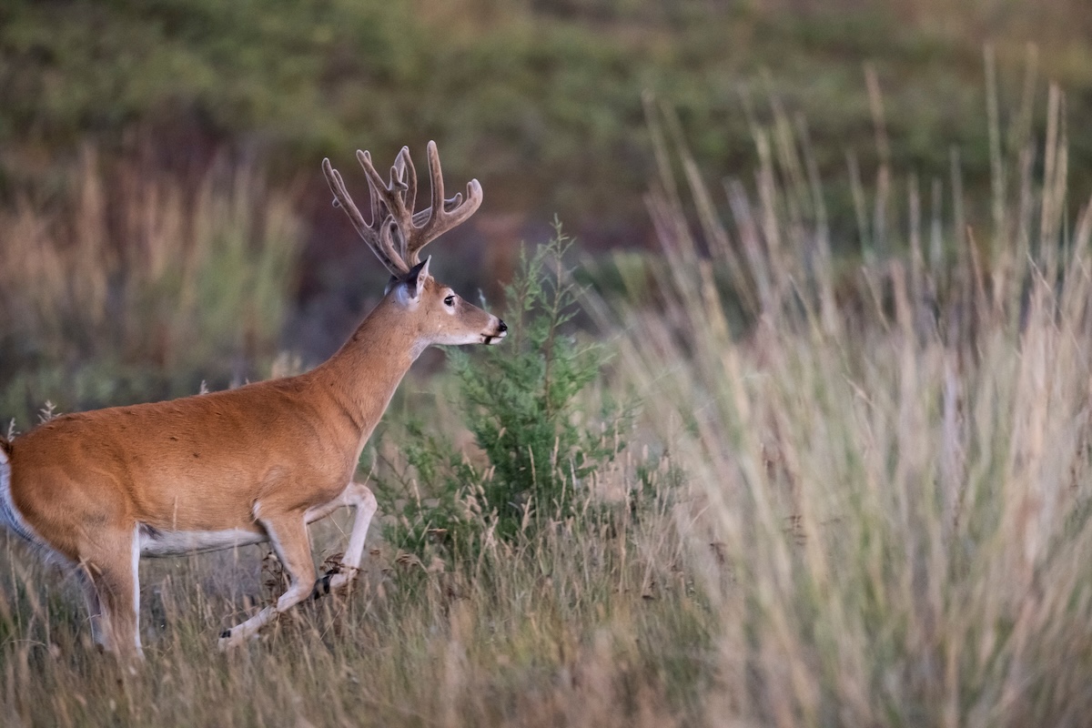 18 Secrets to Building the Best Food Plots (And How HuntStand Helps ...