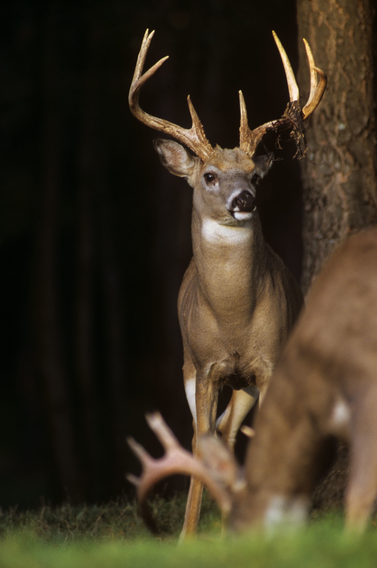 18 Secrets to Building the Best Food Plots (And How HuntStand Helps ...