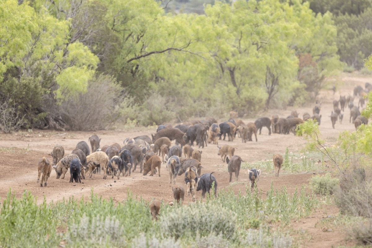 5 Night Hog Hunting Tips - HuntStand