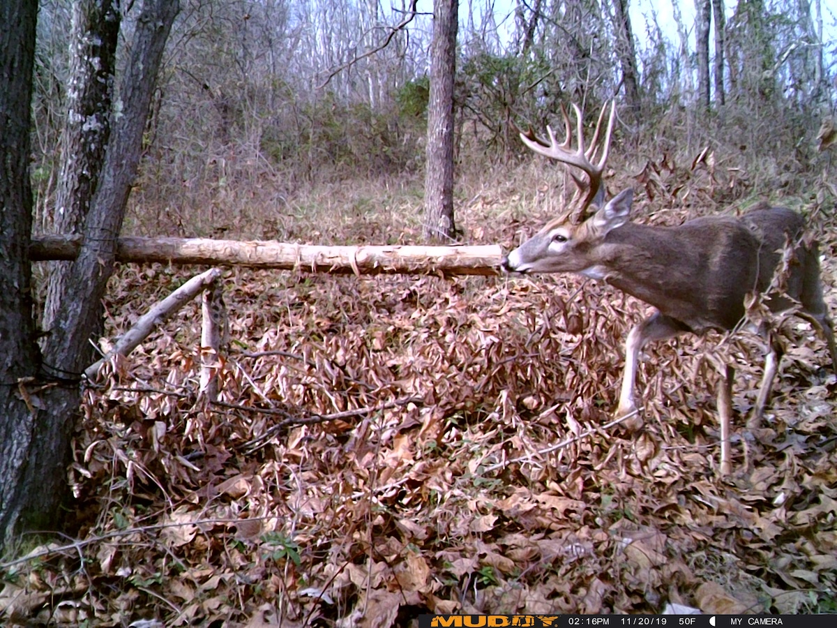 15 Ways to Get the Best Cellular Trail Camera Photos - HuntStand