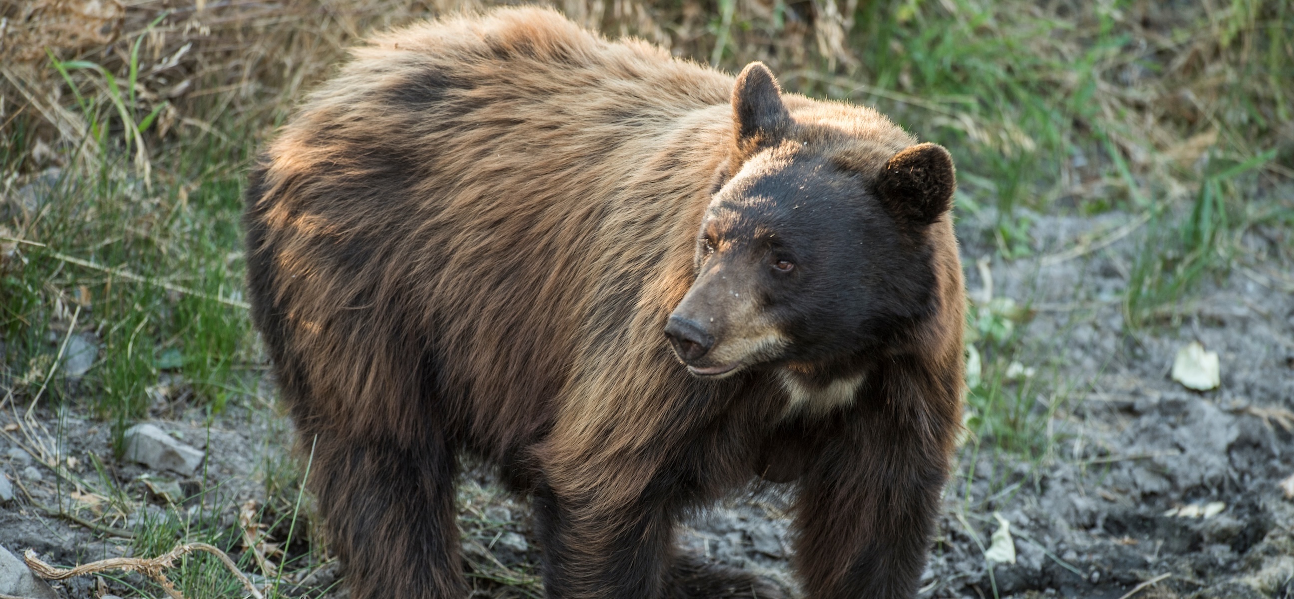 5 Affordable Bucket List Hunts (That Won't Break the Bank) - HuntStand