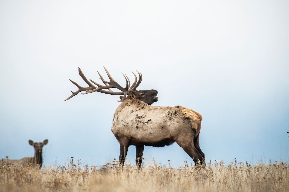 How to Prepare for a DIY Western Dream Hunt [Part 2] - HuntStand