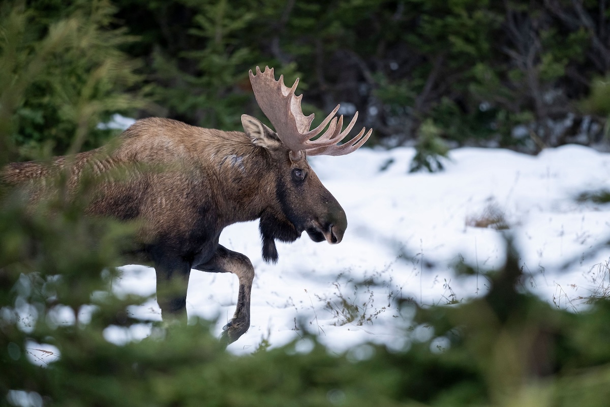 How to Prepare for a DIY Western Dream Hunt [Part 2] - HuntStand