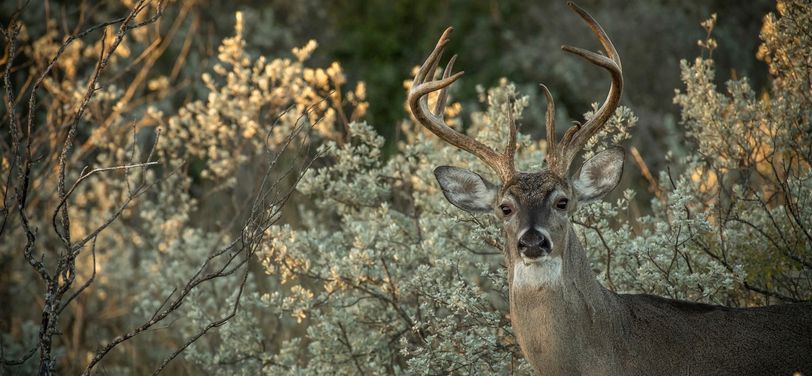 Edge Habitat for Deer (and How HuntStand Helps Find It) - HuntStand
