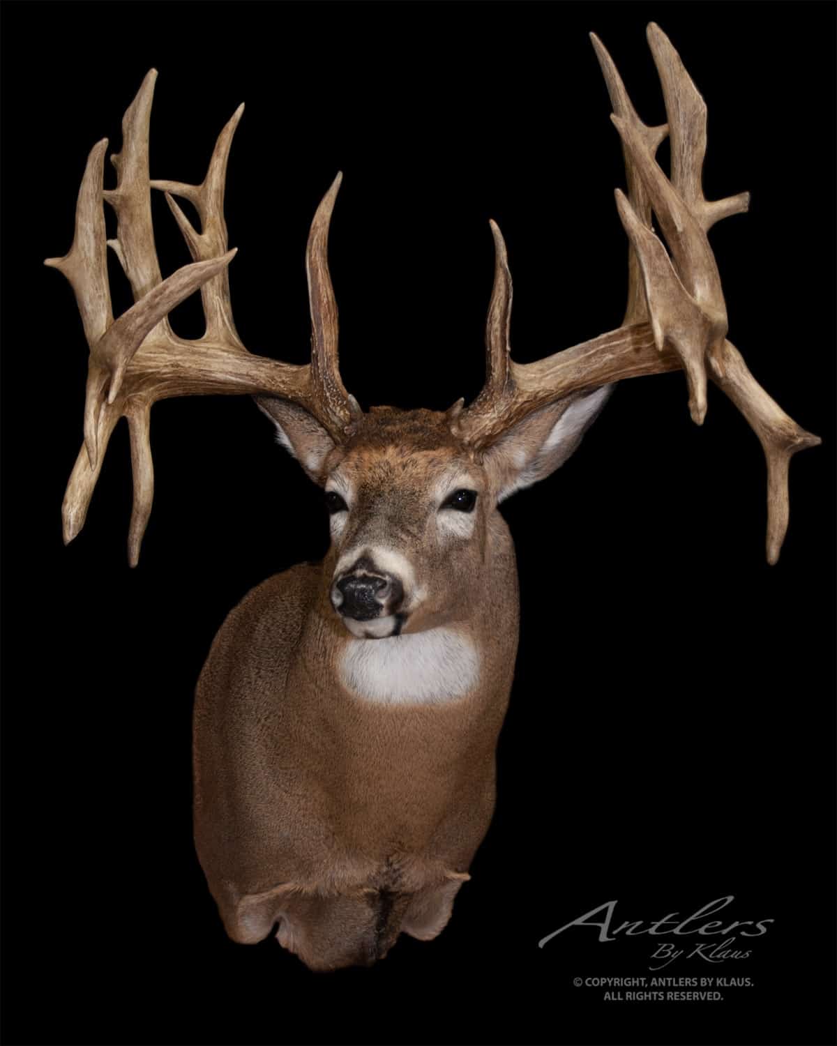 20 Huge Record Deer with Crazy Stories You Won't Believe - HuntStand