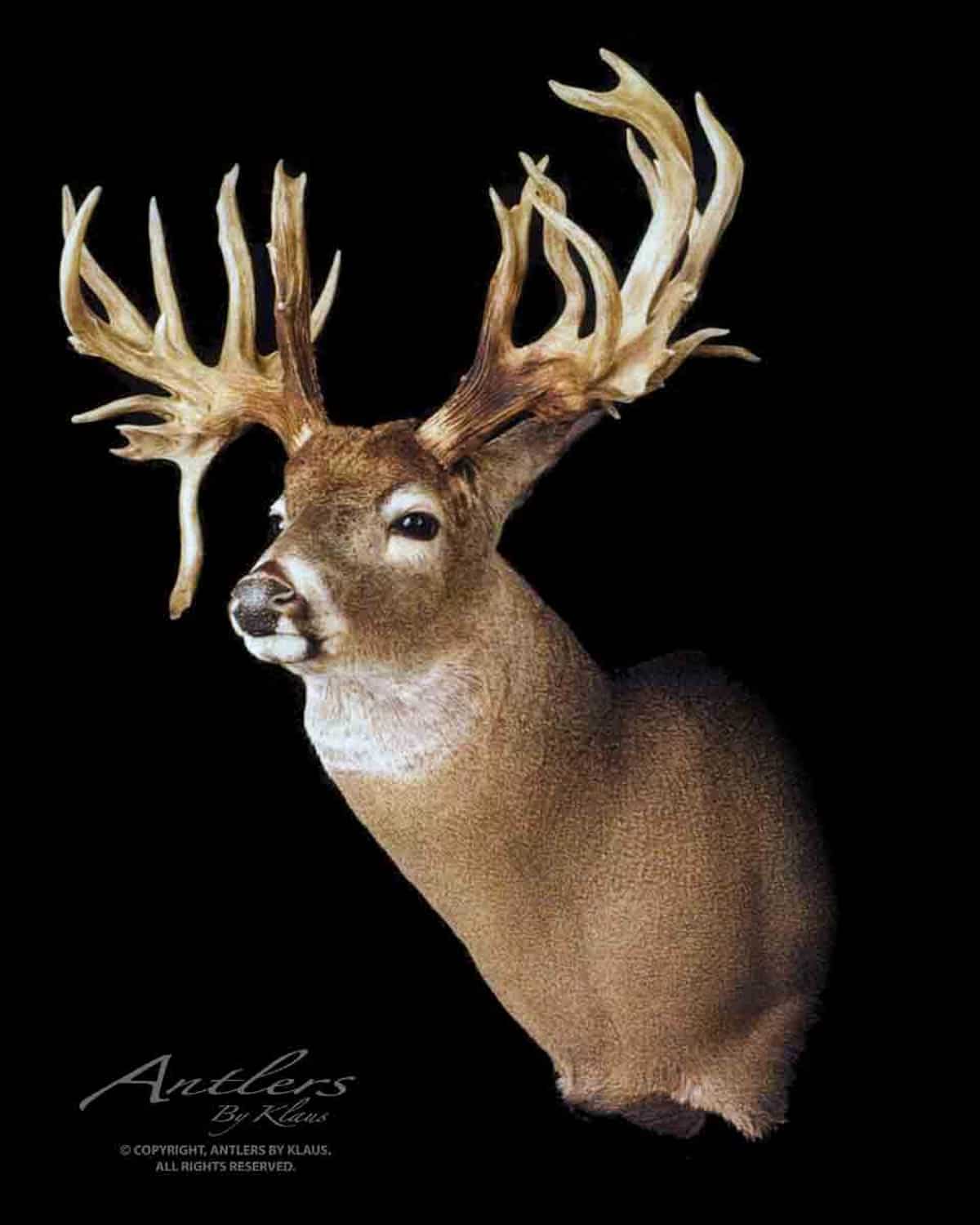 20 Huge Record Deer with Crazy Stories You Won't Believe - HuntStand