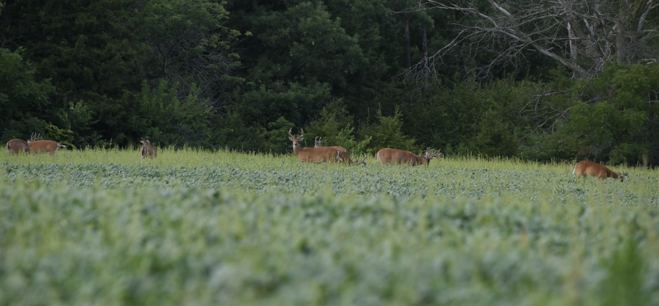 Gauging Deer Density: Does Your Hunting Property Have Too Many Deer ...
