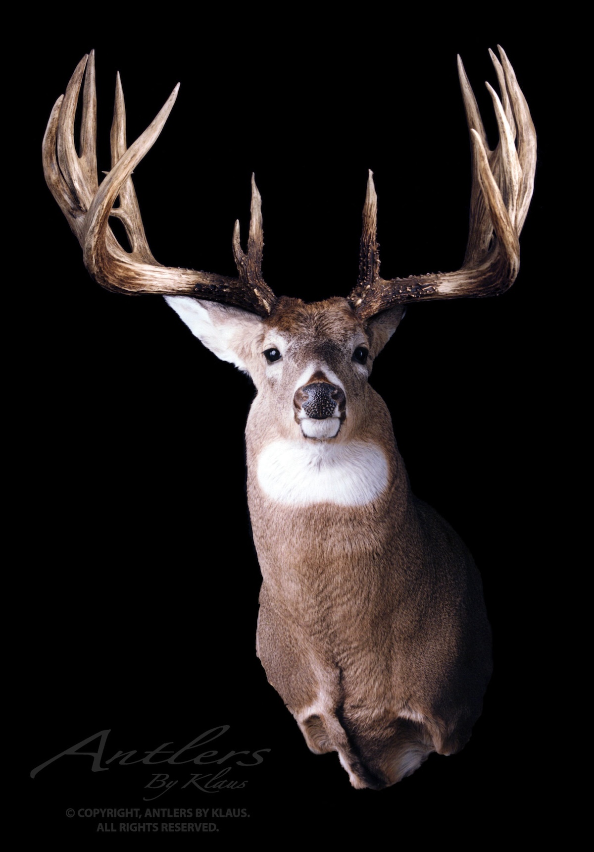 30 Monster Free-Range Bucks You Have to See to Believe - HuntStand
