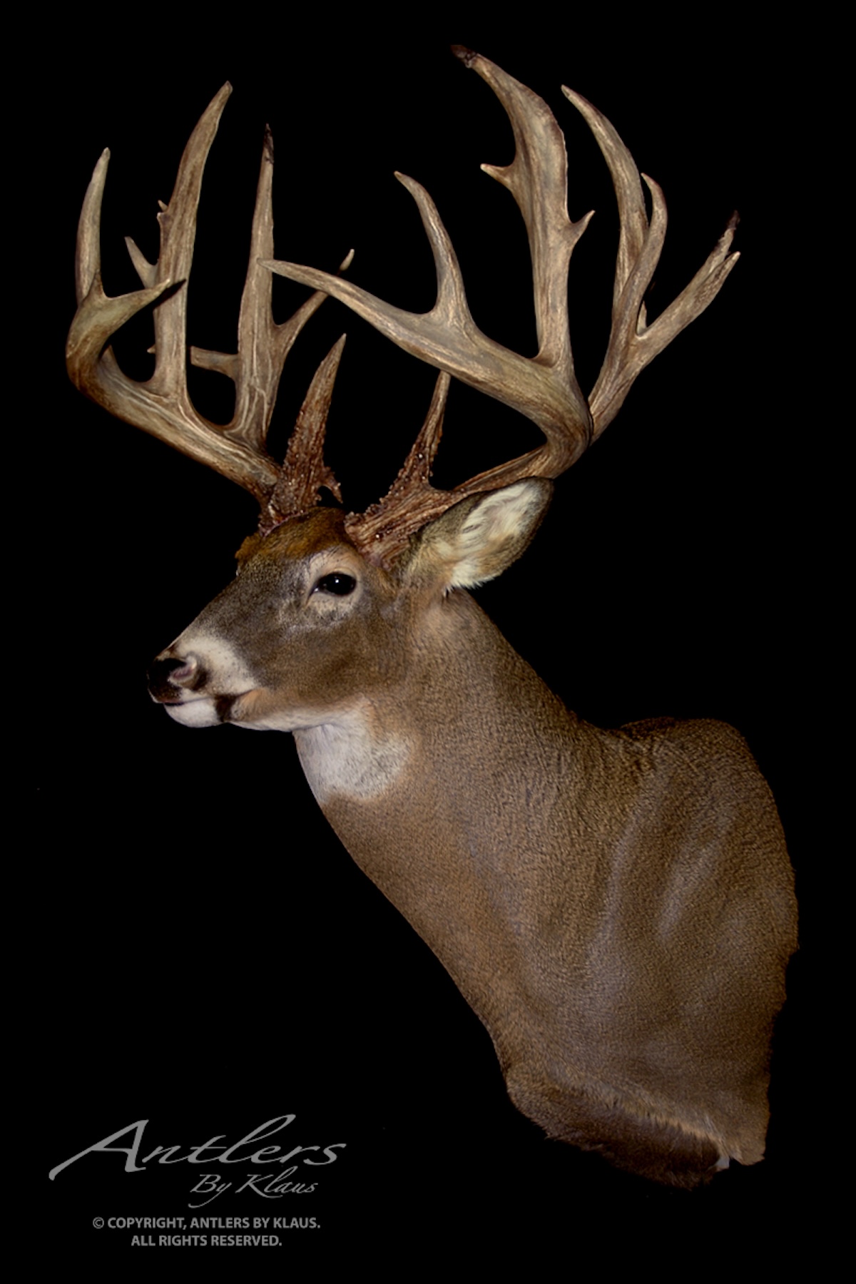 30 Monster Free-Range Bucks You Have to See to Believe - HuntStand