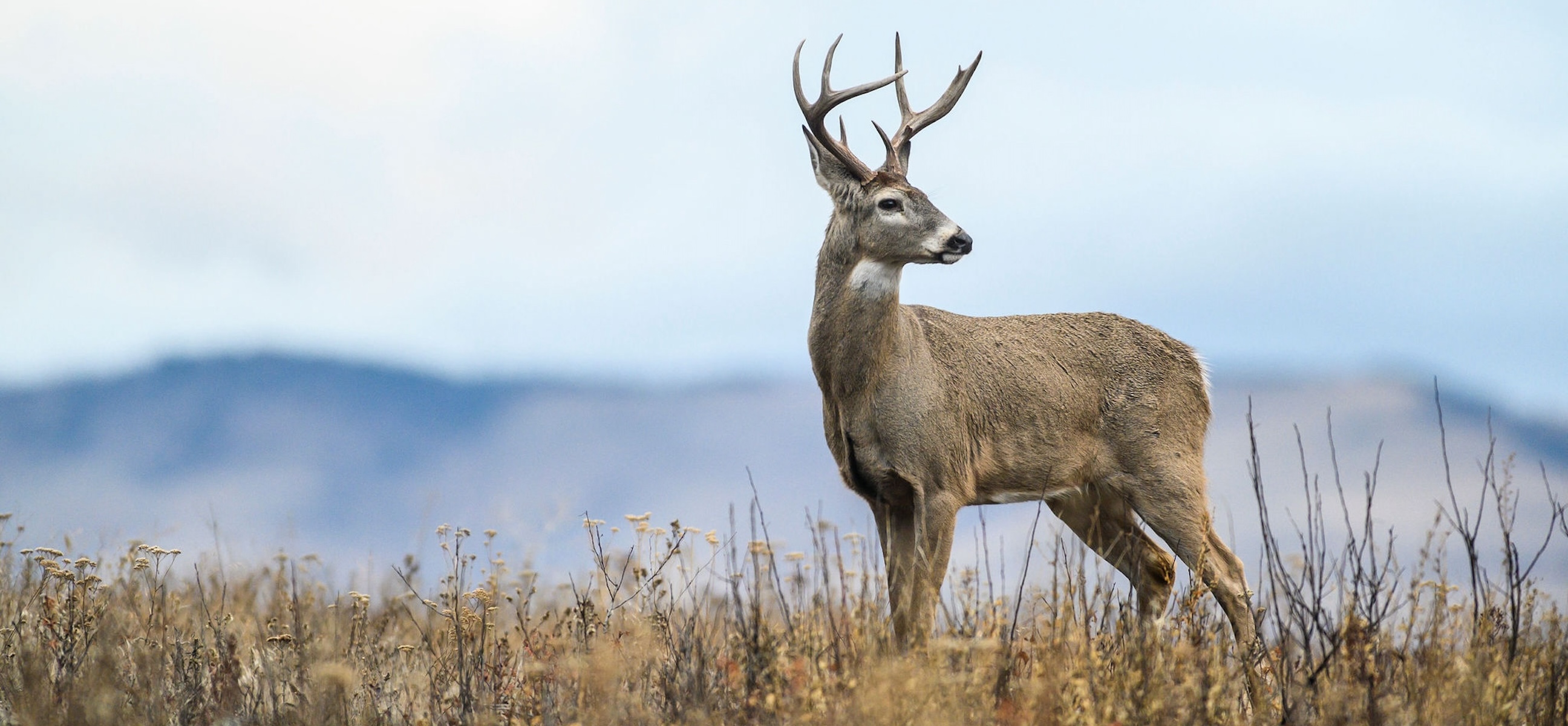 15 Public-Land Deer Hunting App Tips - HuntStand