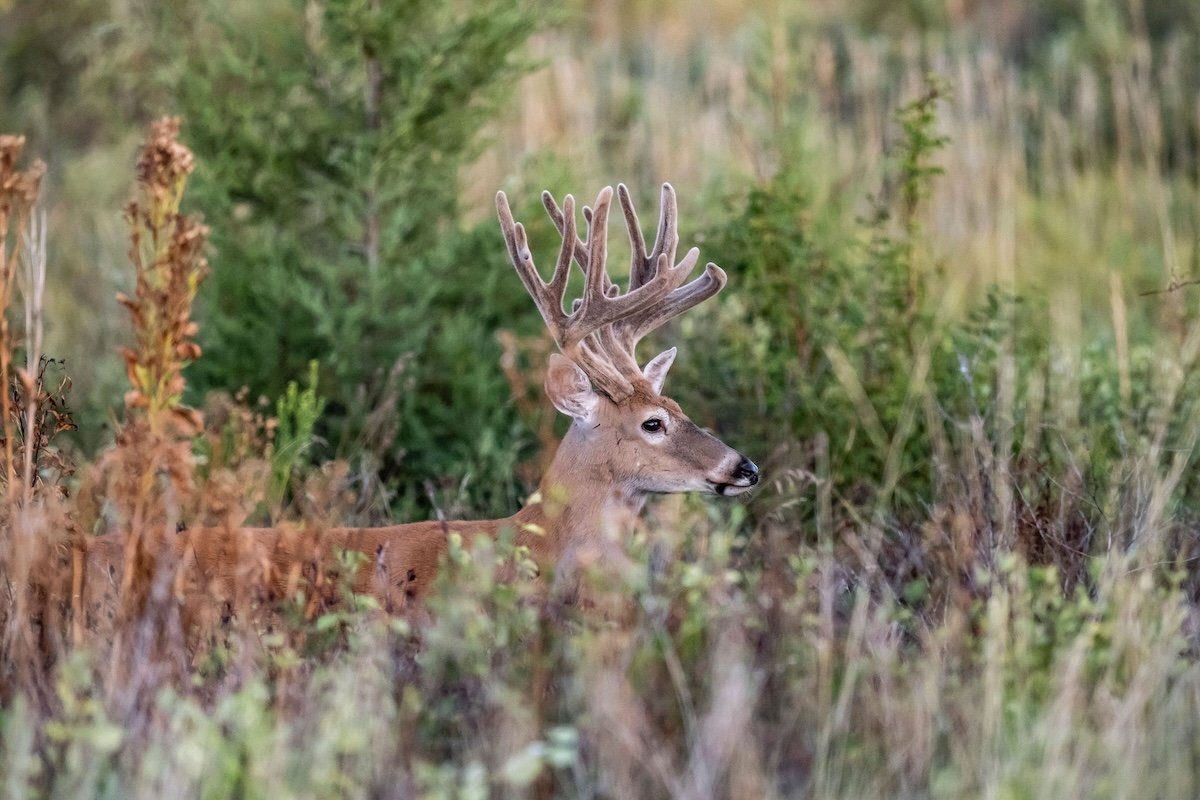 15 Public-Land Deer Hunting App Tips - HuntStand