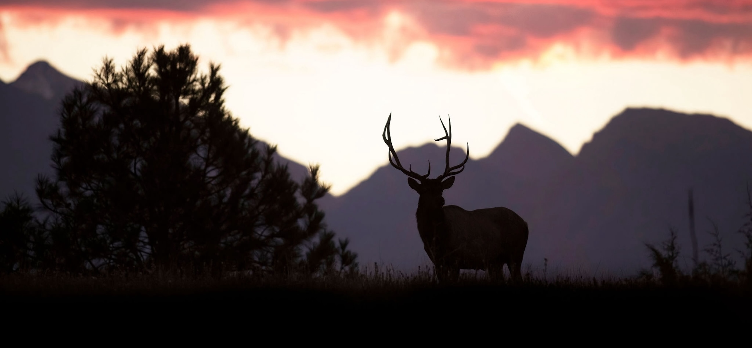 How to Hunt Elk at Higher and Lower Elevations - HuntStand