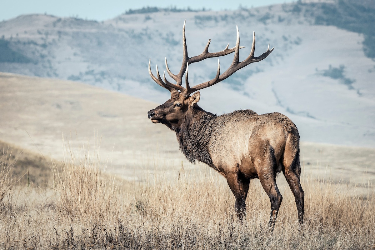 How to Hunt Elk at Higher and Lower Elevations - HuntStand