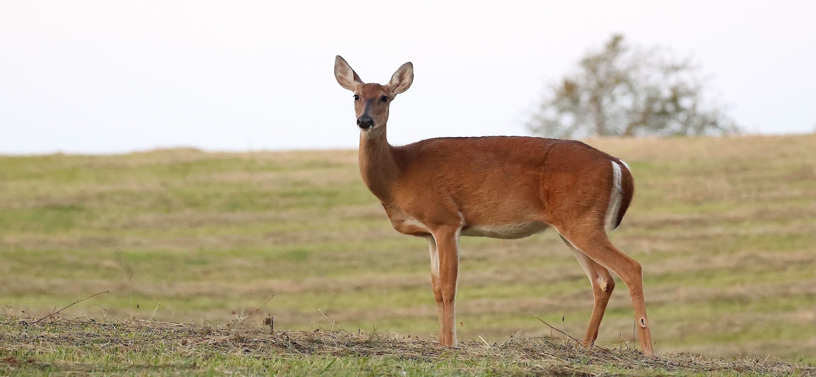 Whitetail Doe 2+ Thousand Whitetail Doe Closeup Royalty Free Images,