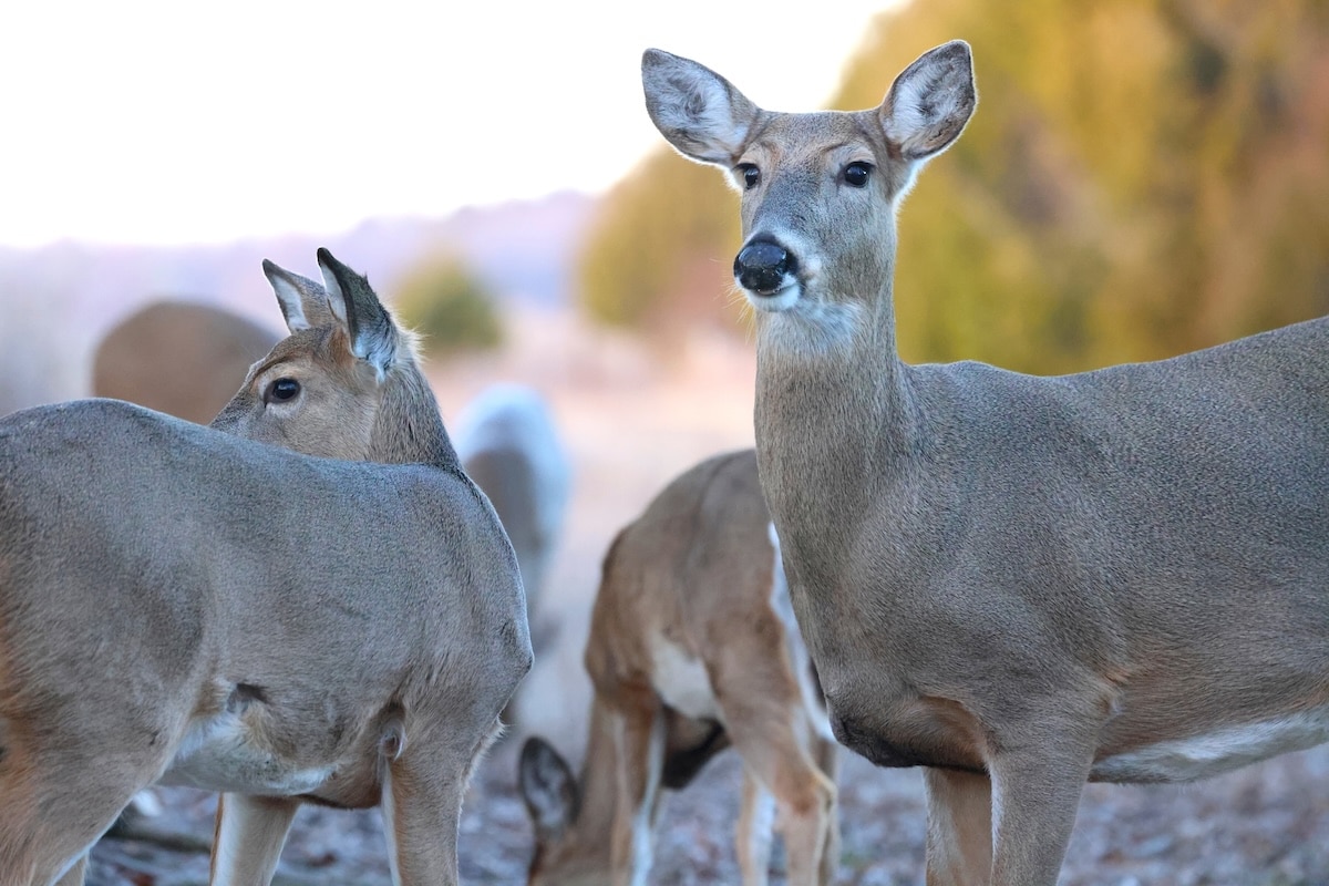 How to Hunt Whitetail Does - HuntStand