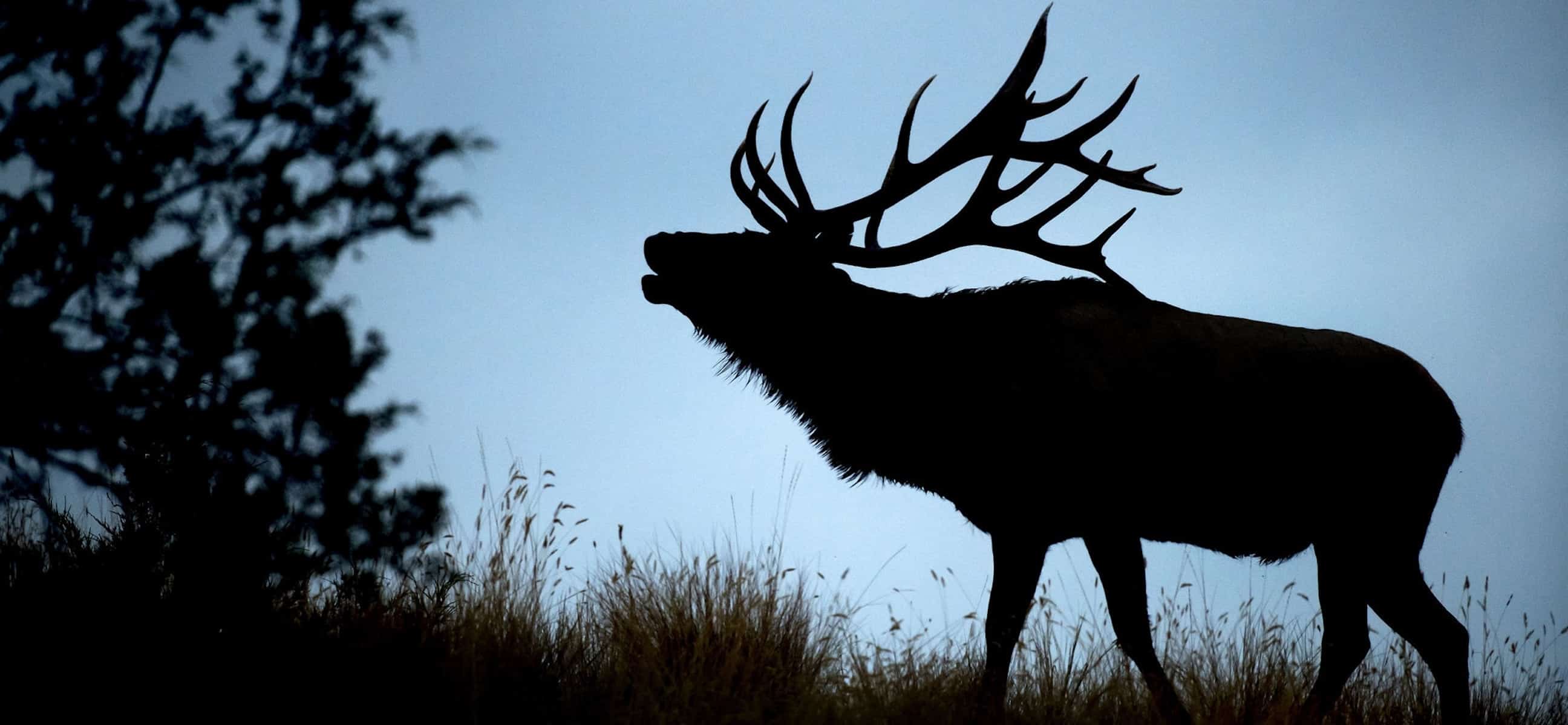 Killer Elk Calling Tips and Tactics - HuntStand