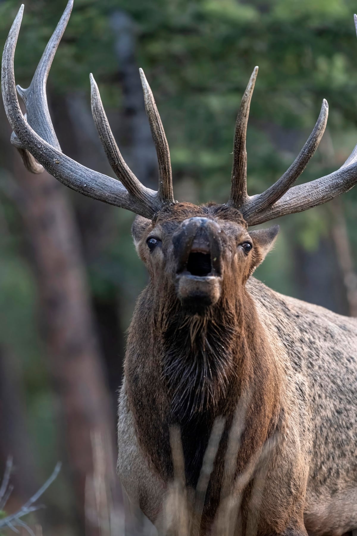 Killer Elk Calling Tips and Tactics - HuntStand