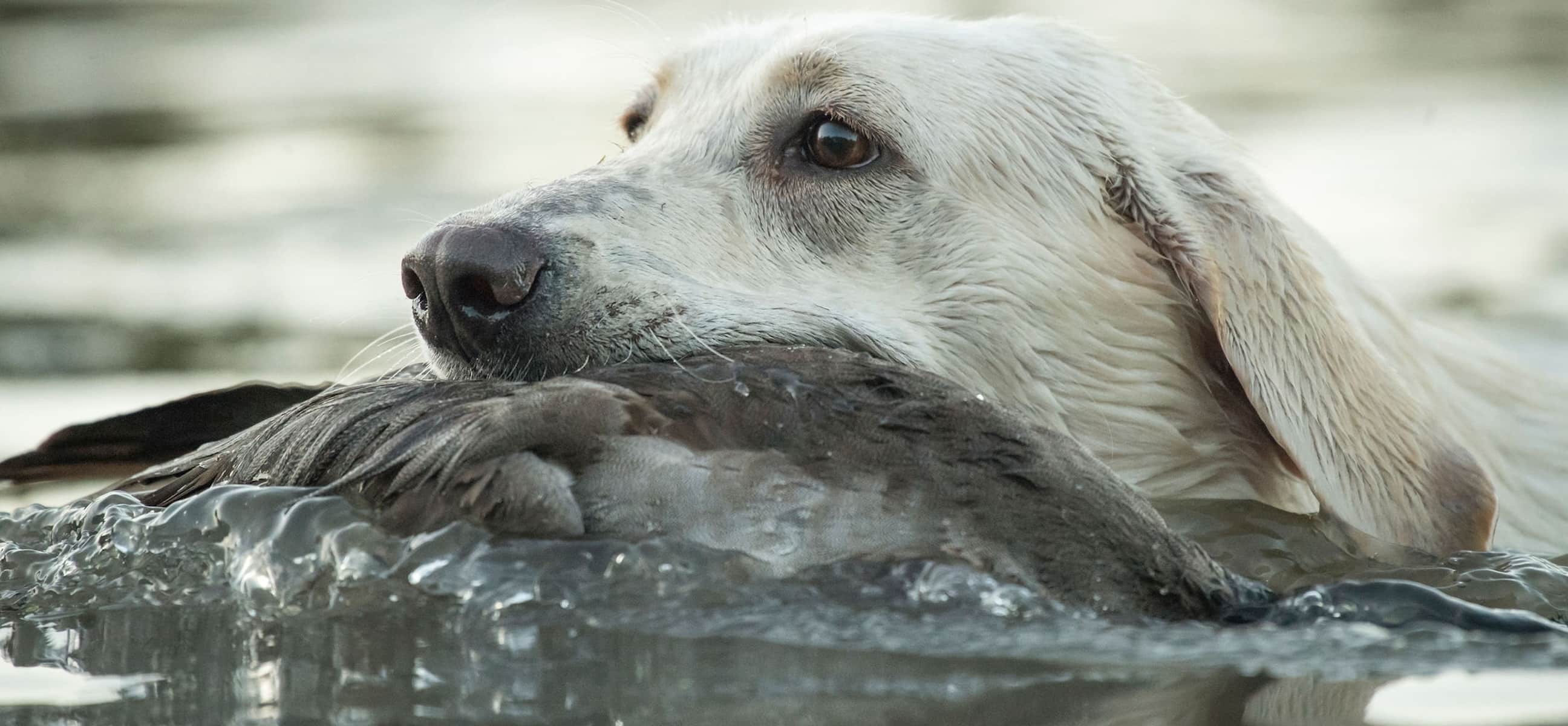 30 Specklebelly Goose Hunting Facts, Tips, and More - HuntStand