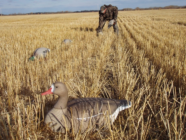 30 Specklebelly Goose Hunting Facts, Tips, and More - HuntStand