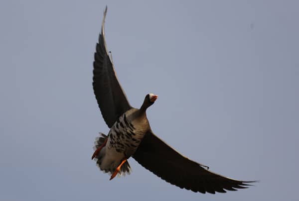 30 Specklebelly Goose Hunting Facts, Tips, and More - HuntStand