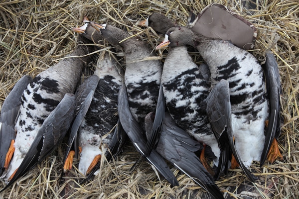 30 Specklebelly Goose Hunting Facts, Tips, and More - HuntStand