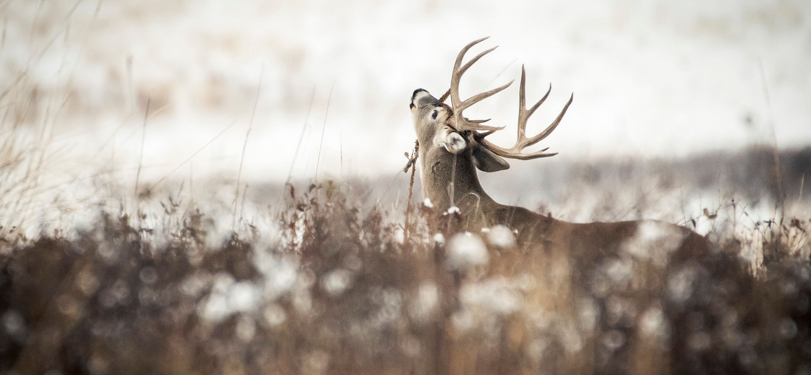 How to Stop Deer for a Shot Opportunity - HuntStand