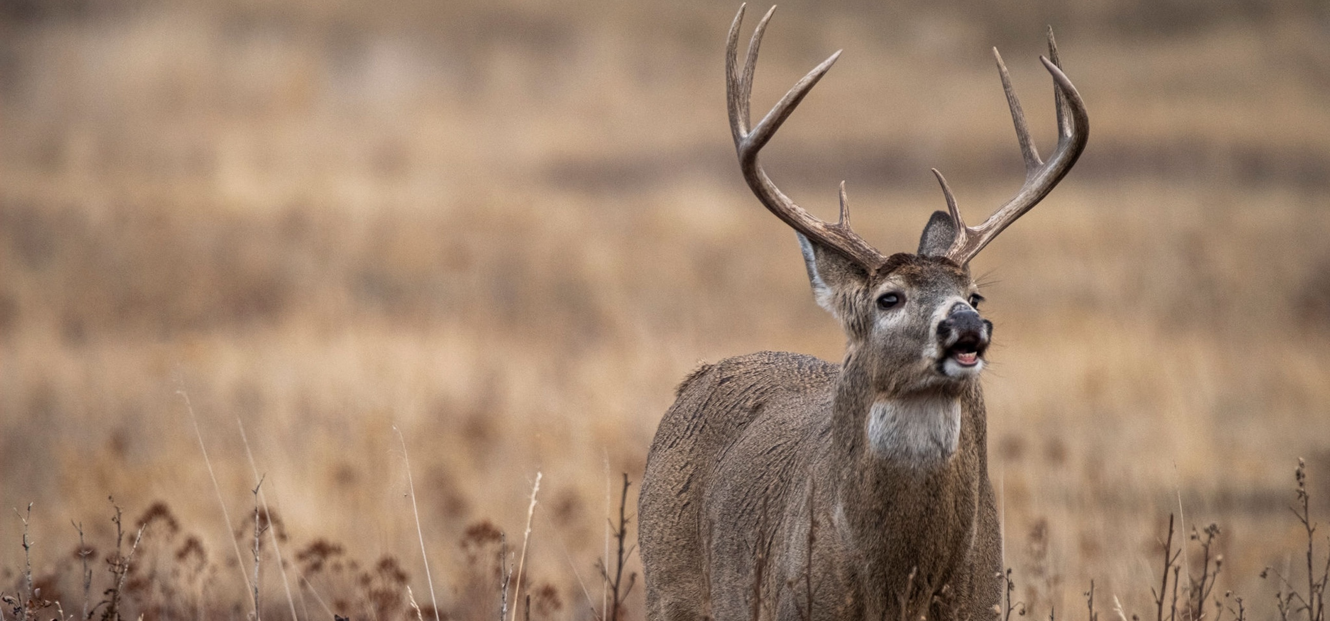 How to "Beat" a Deer's Nose - HuntStand