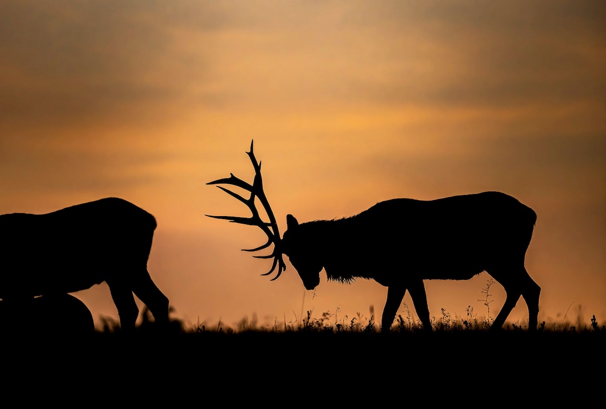 How to Hunt the Elk Rut: Morning, Midday, and Afternoon - HuntStand