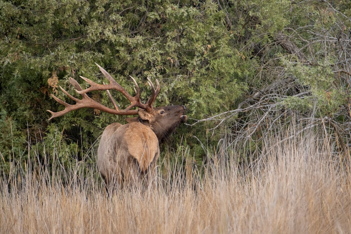 How to Hunt the Elk Rut: Morning, Midday, and Afternoon - HuntStand
