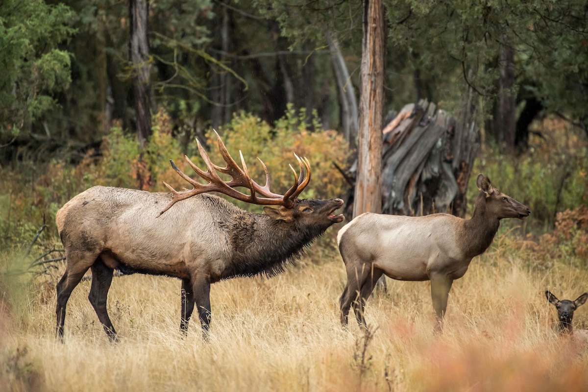 How to Hunt the Elk Rut: Morning, Midday, and Afternoon - HuntStand