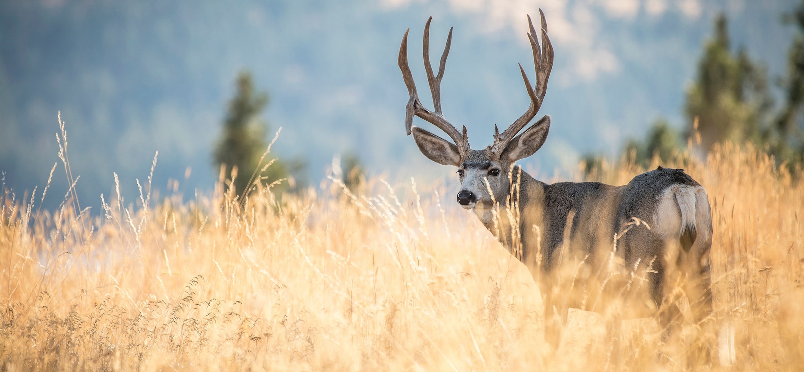How to Hunt Mule Deer - HuntStand