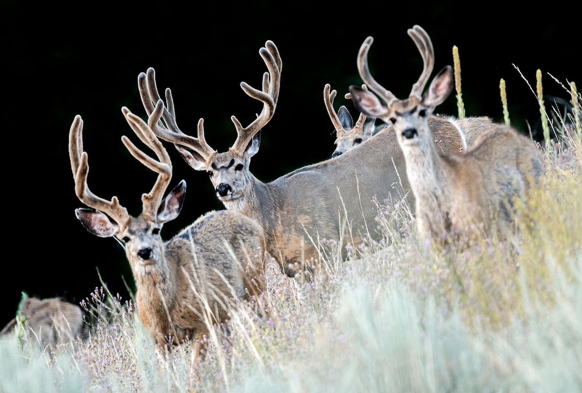 How to Hunt Mule Deer - HuntStand