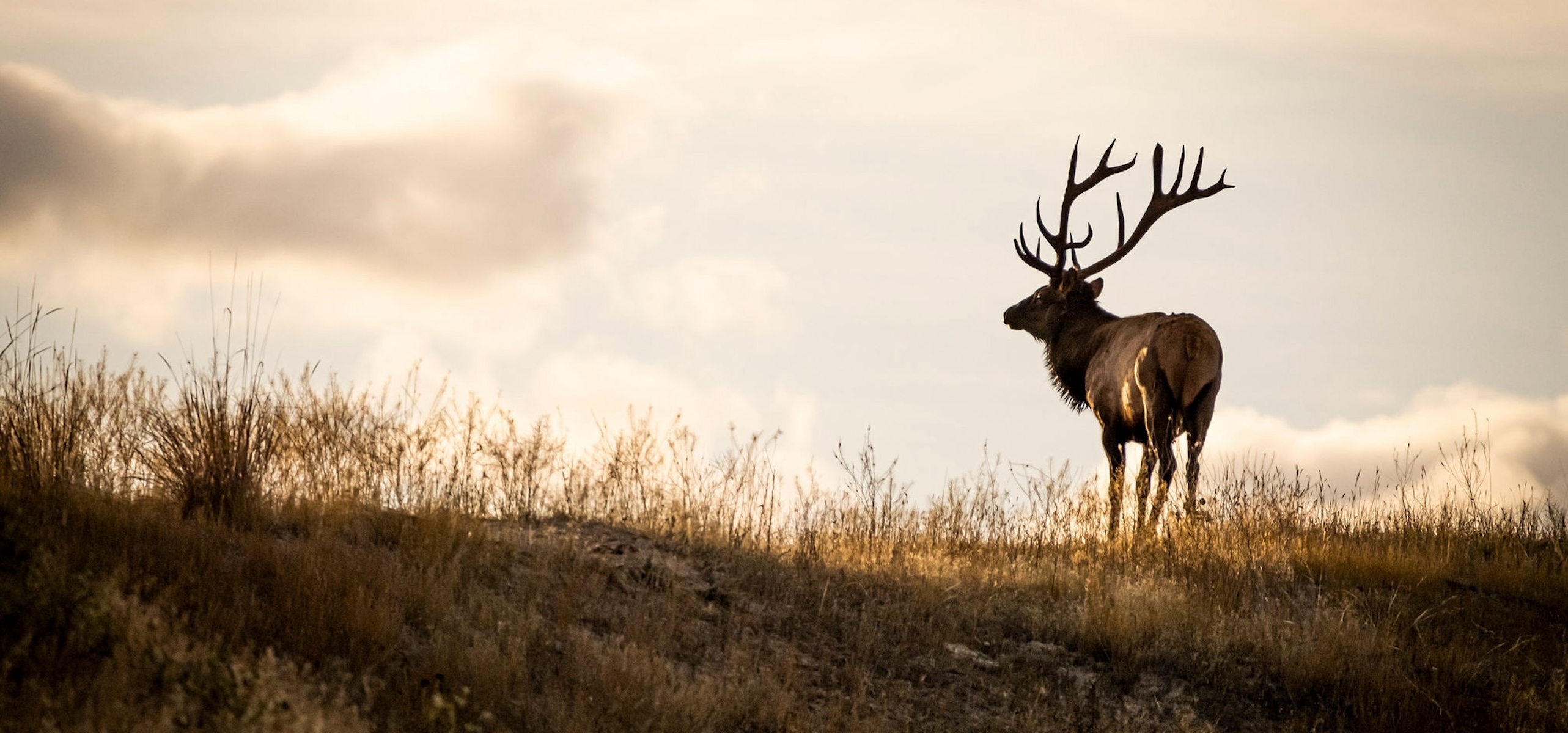 How to Hunt Late-Season Elk - HuntStand
