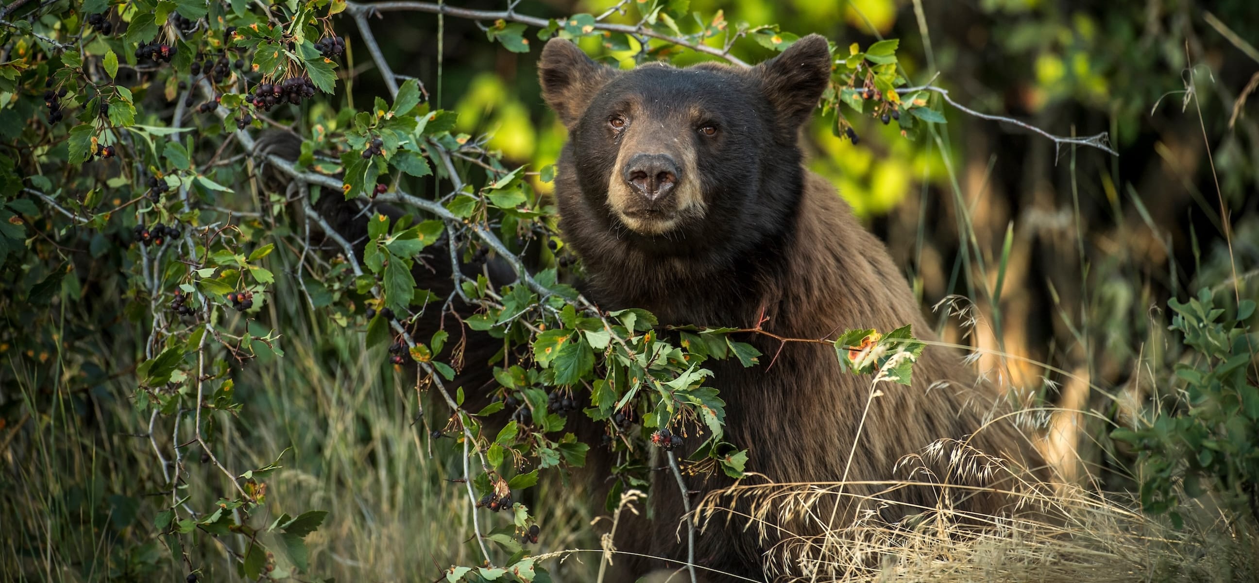 Hunting Pressured Fall Black Bears - HuntStand