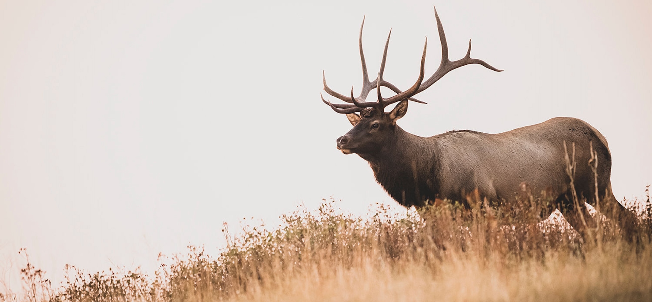 How to Hunt Elk During Gun Season