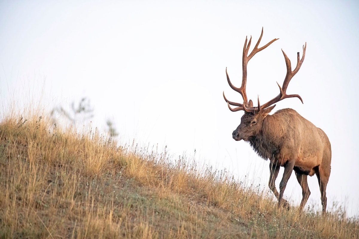 How to Hunt Elk During Gun Season