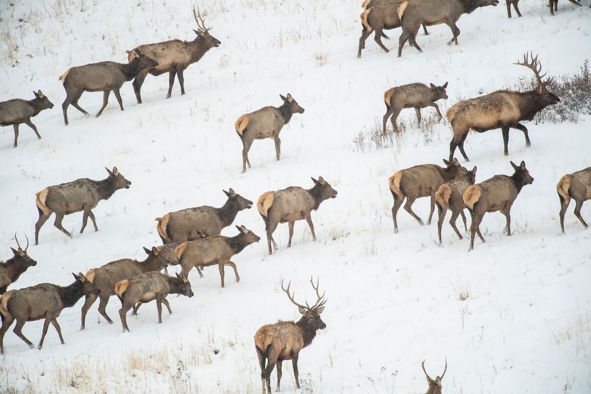 How to Hunt Elk During Gun Season