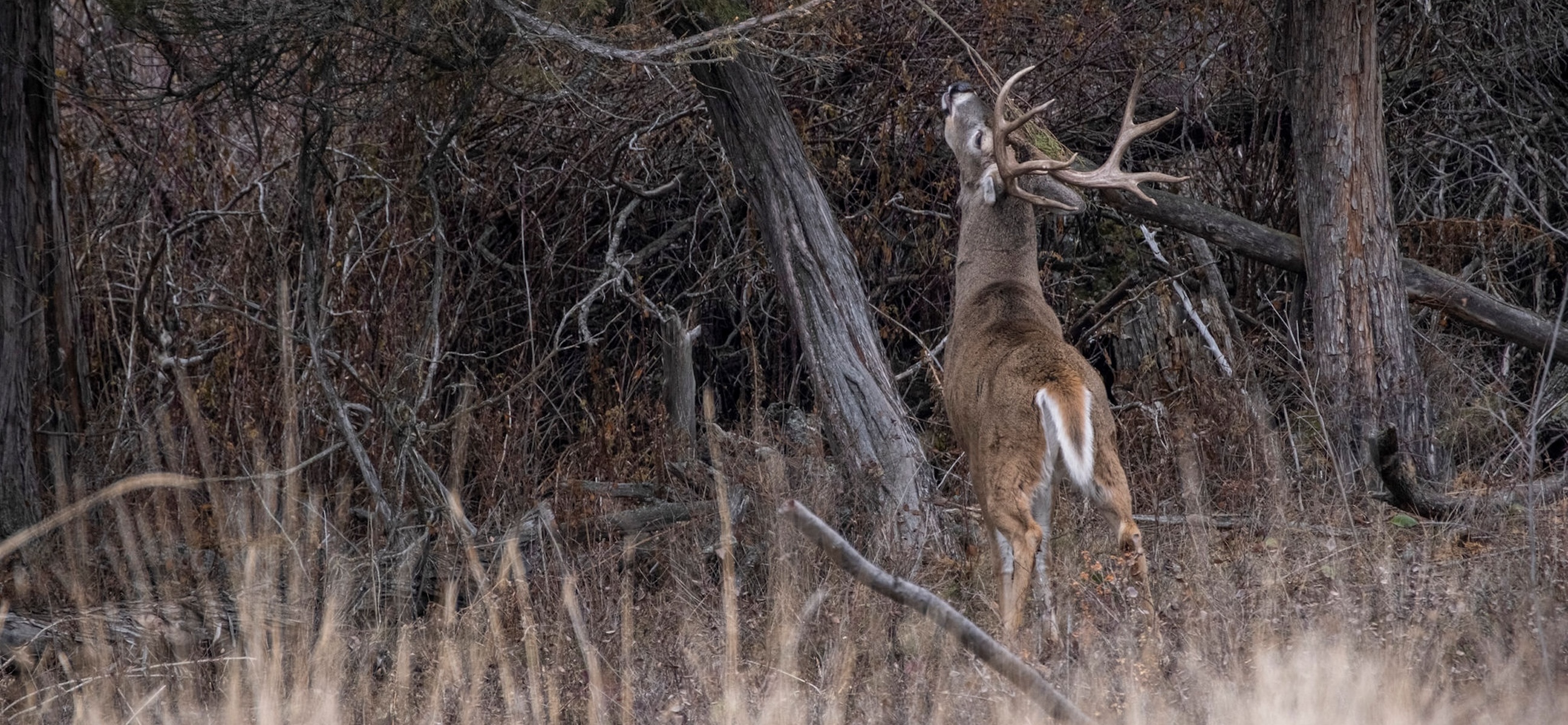 Hunting Buck Rubs and Scrapes in Late October - HuntStand