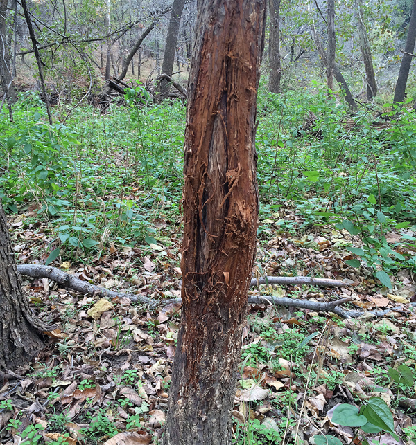 Hunting Buck Rubs and Scrapes in Late October - HuntStand