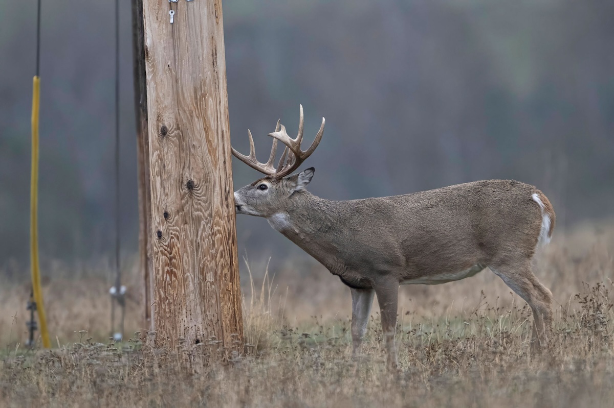 Hunting Buck Rubs and Scrapes in Late October - HuntStand