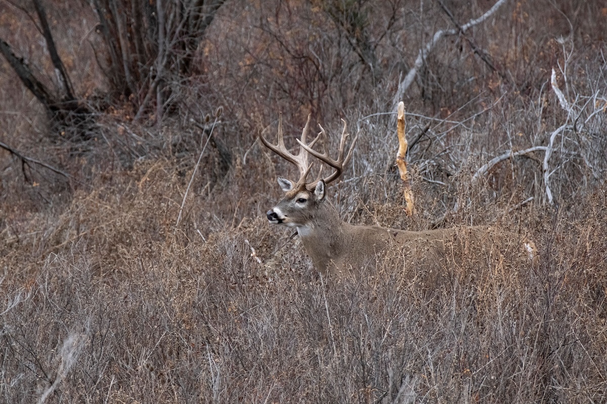 Hunting Buck Rubs and Scrapes in Late October - HuntStand