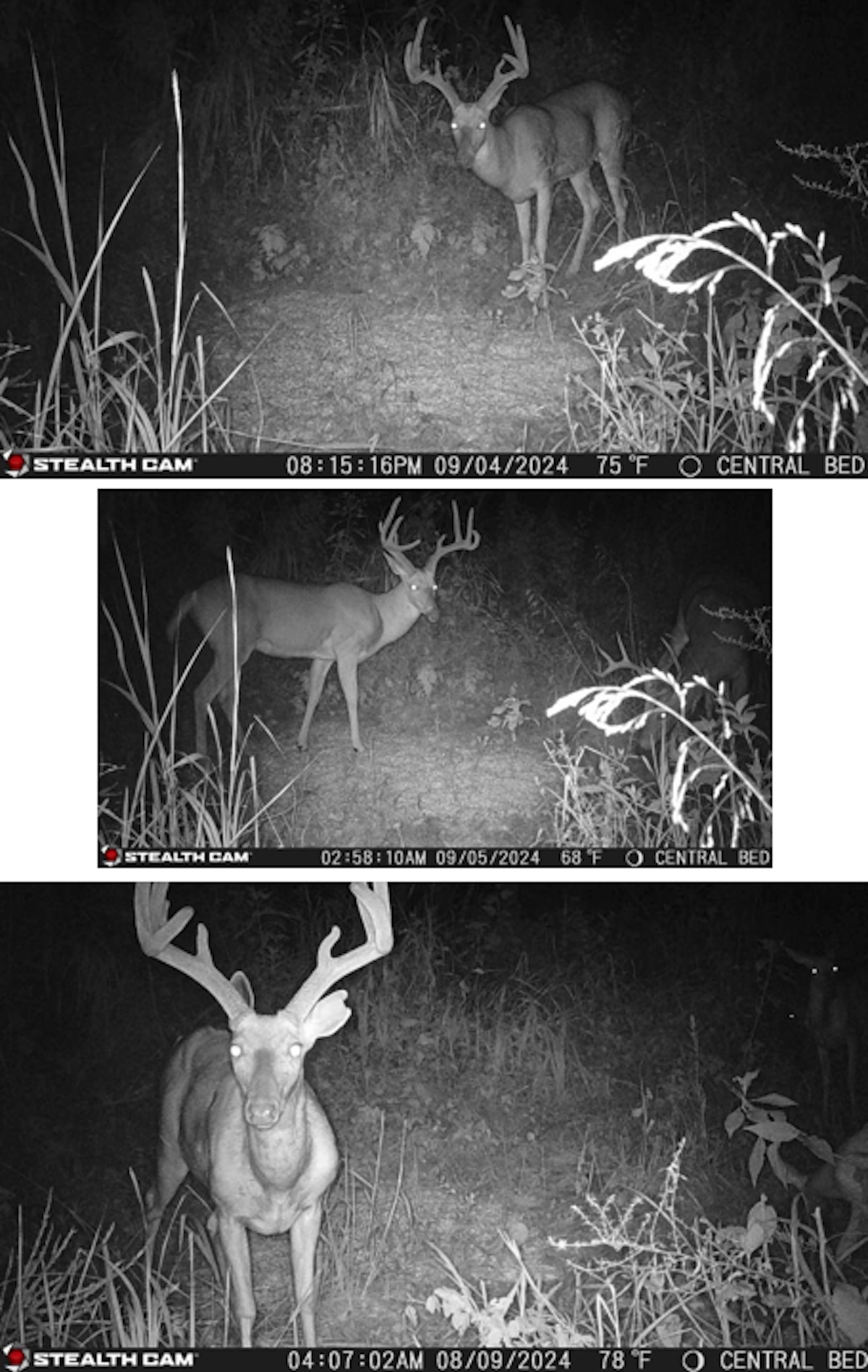 10 Ways to Use Trail Cameras That You Never Have Before - HuntStand