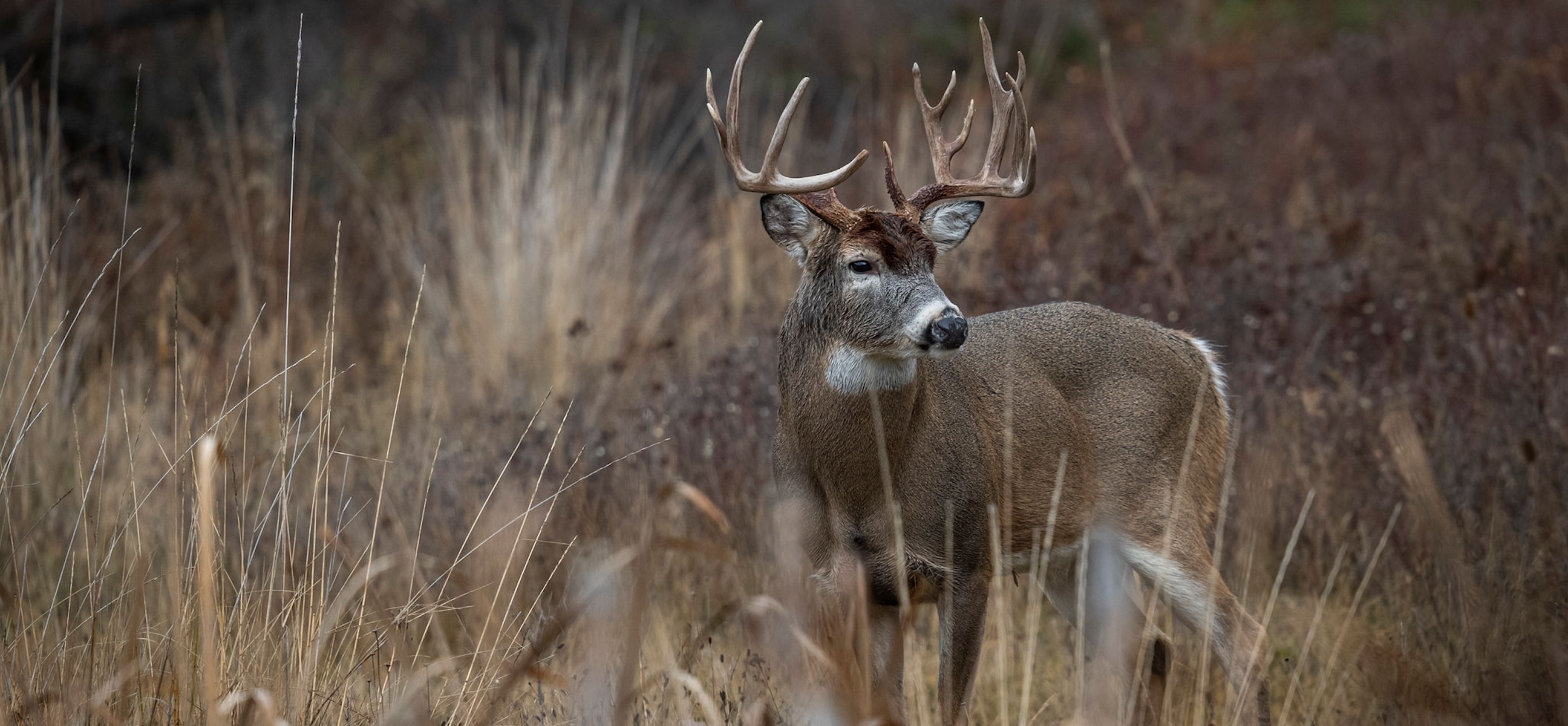 Whitetail Rut Deer Hunting Guide with HuntStand Pro Whitetail - HuntStand