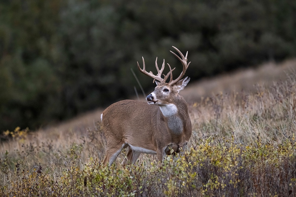 Whitetail Rut Deer Hunting Guide with HuntStand Pro Whitetail - HuntStand