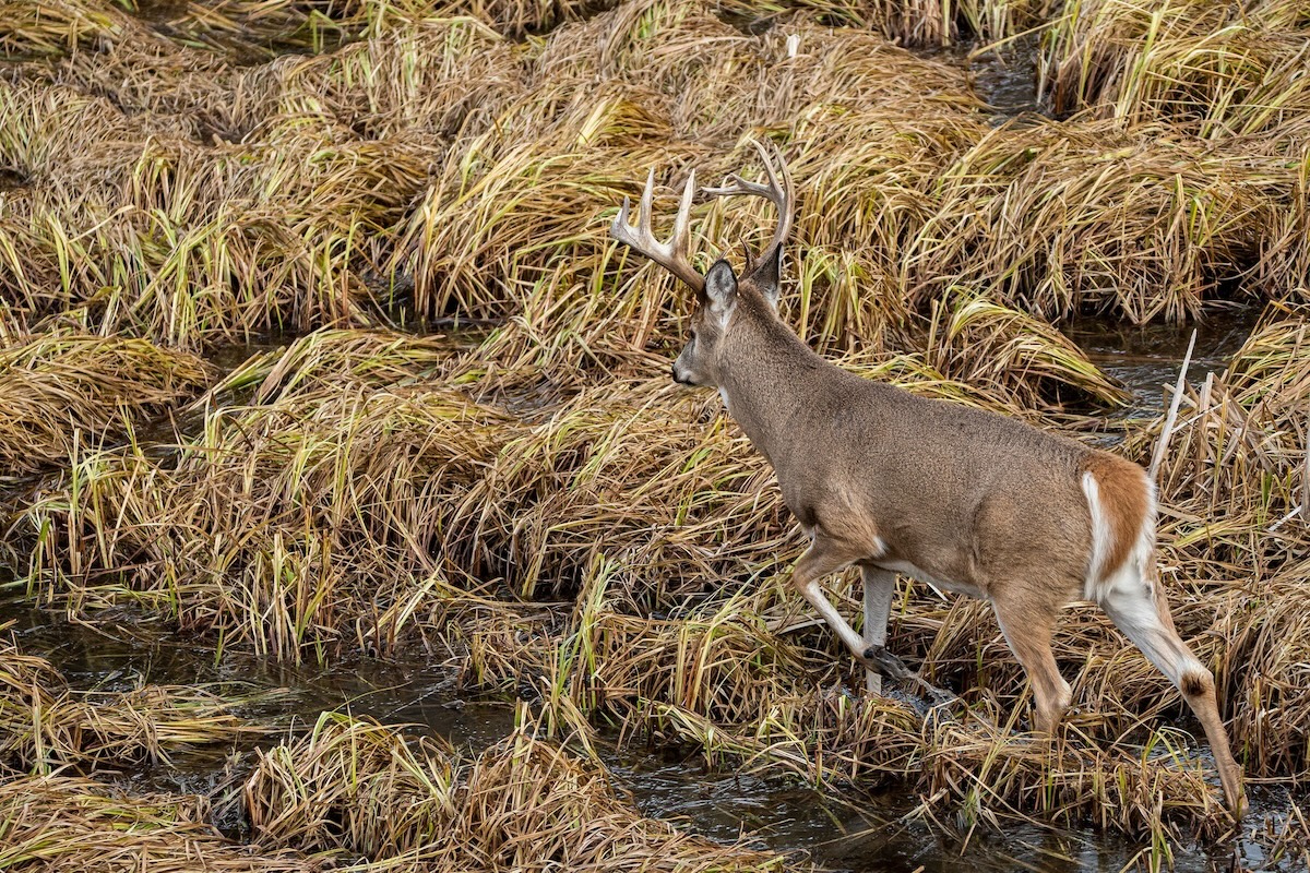 Whitetail Rut Deer Hunting Guide with HuntStand Pro Whitetail - HuntStand
