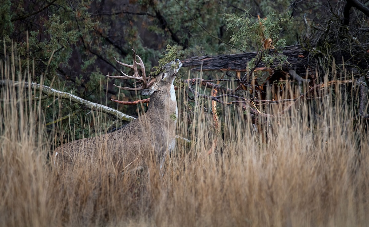 Whitetail Rut Deer Hunting Guide with HuntStand Pro Whitetail - HuntStand
