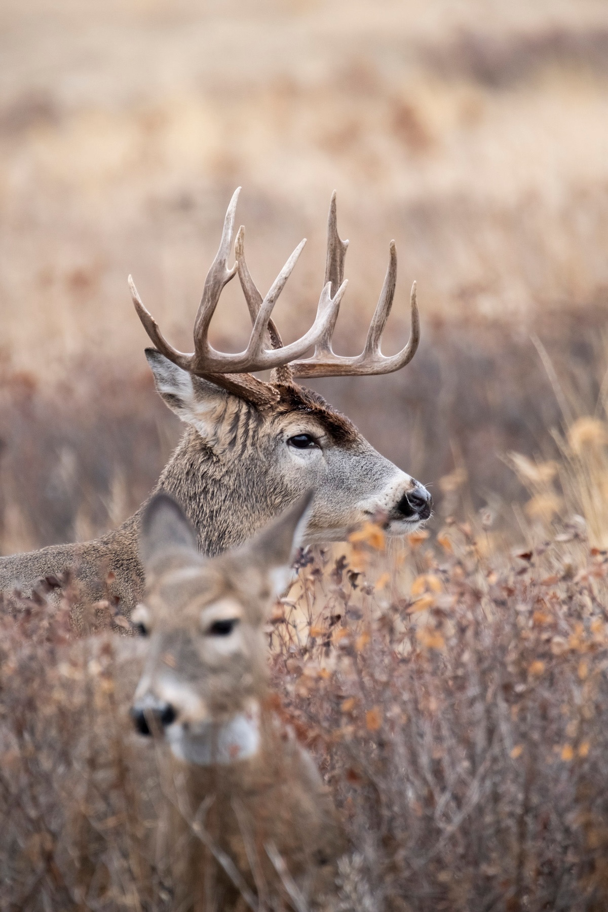 Whitetail Rut Deer Hunting Guide with HuntStand Pro Whitetail - HuntStand