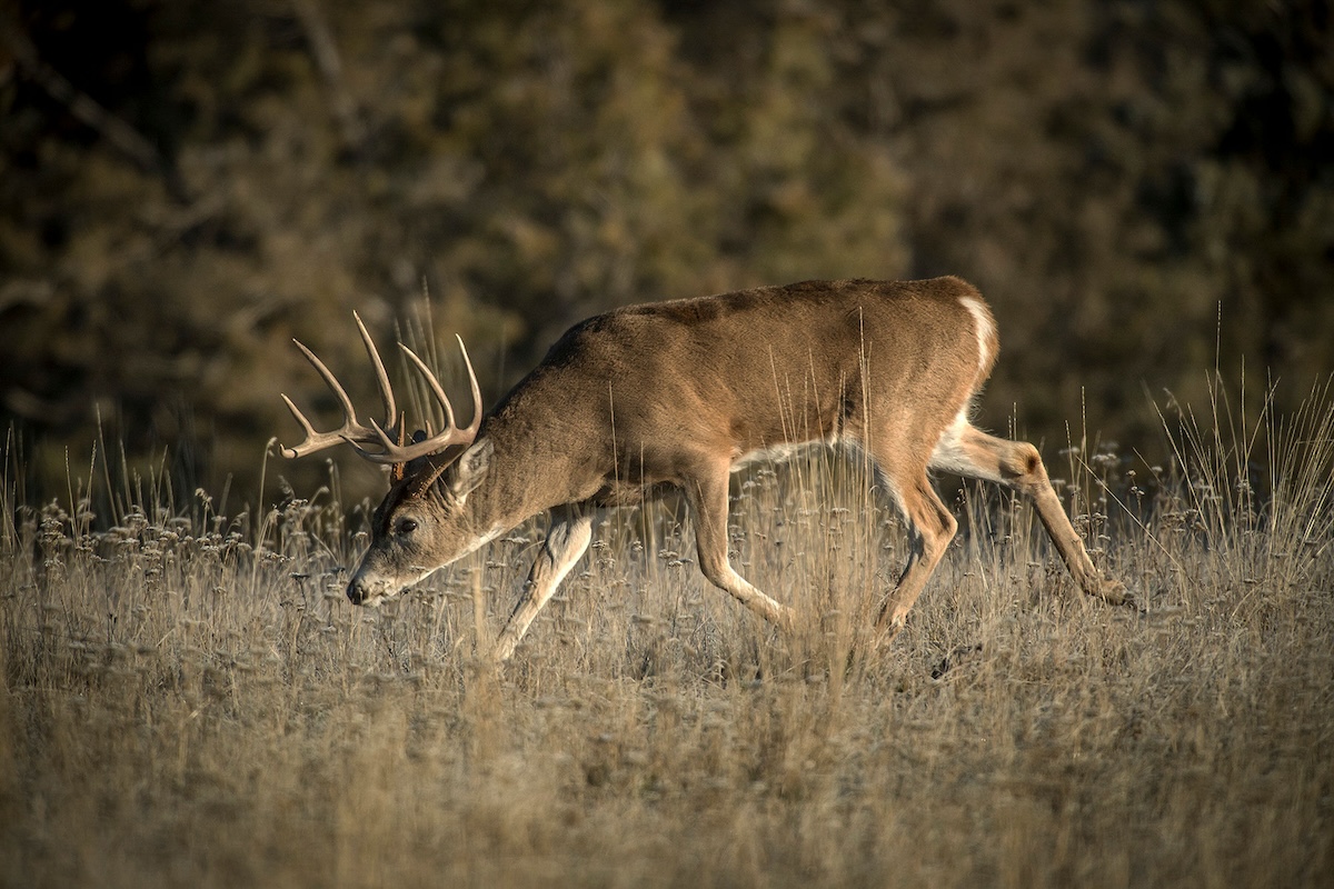 Whitetail Rut Deer Hunting Guide with HuntStand Pro Whitetail - HuntStand