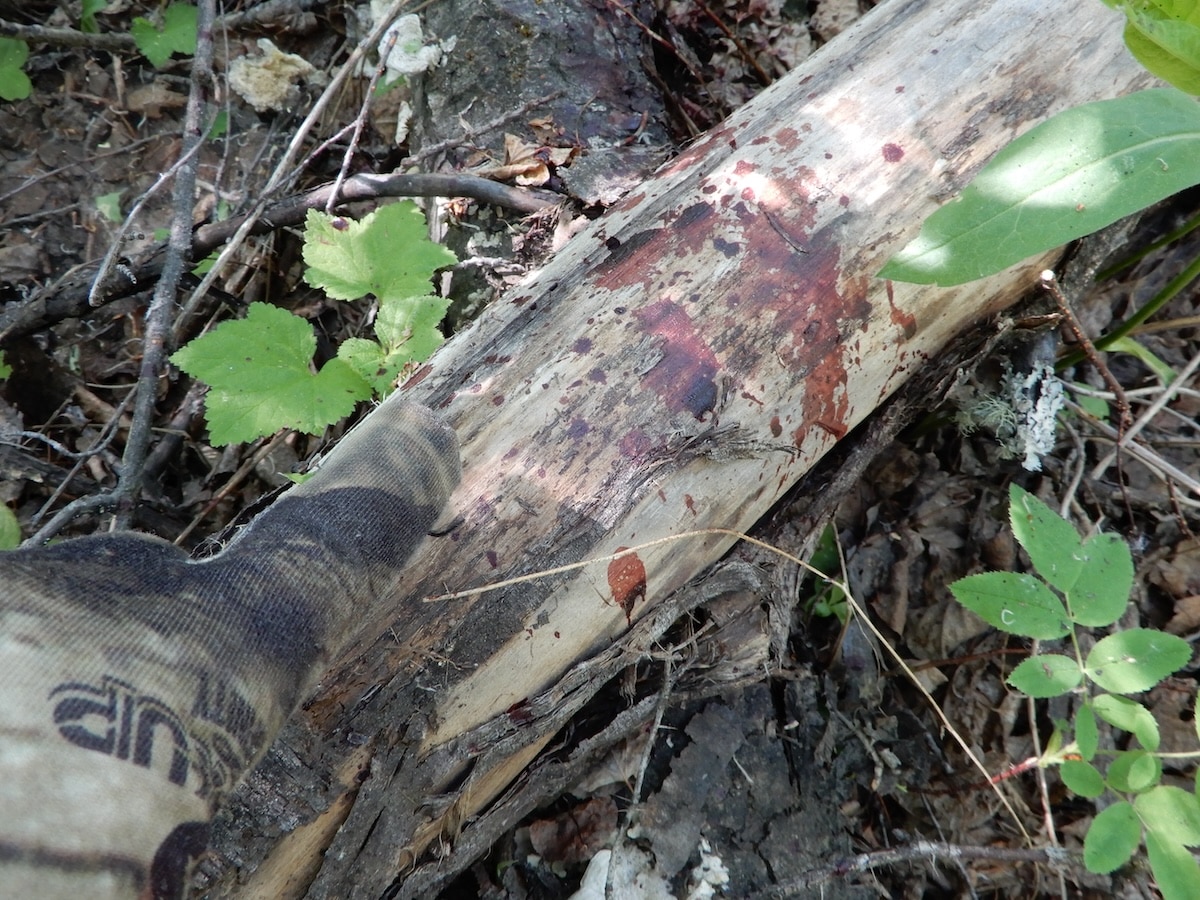 How to Blood Trail and Recover Wounded Deer - HuntStand