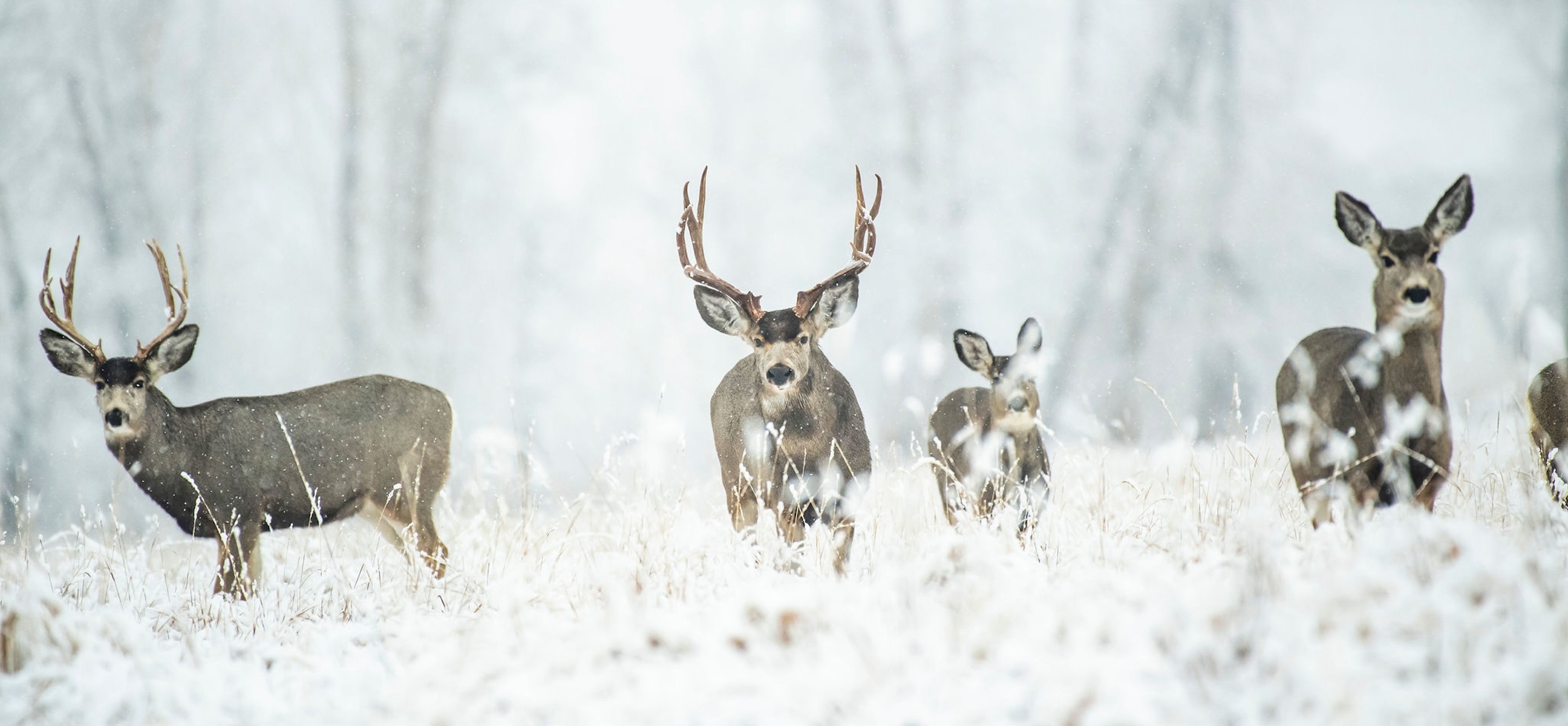 8 Tips for Muzzleloader Hunting Western Deer - HuntStand